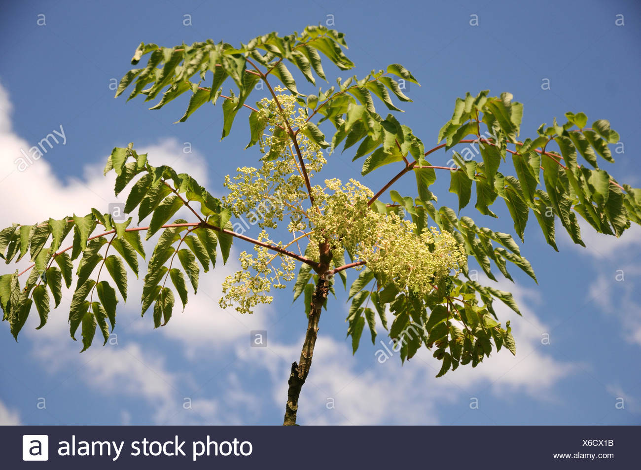 Japanese Angelica Tree High Resolution Stock Photography and Images - Alamy