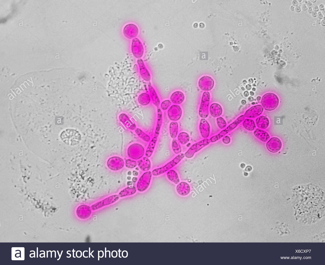 Animal Cell Micrograph High Resolution Stock Photography and Images - Alamy