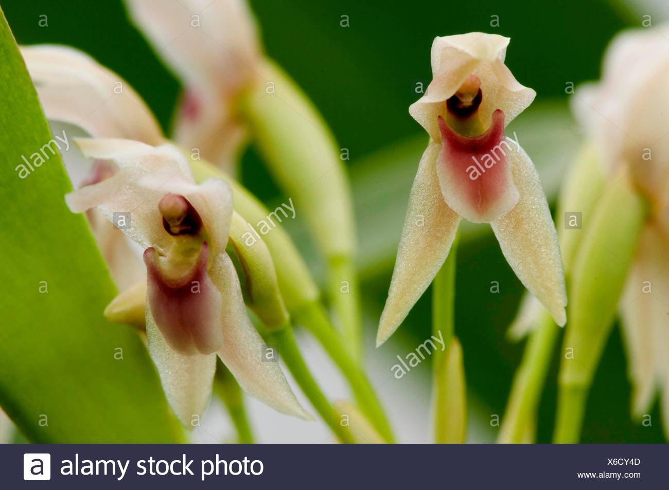 Densa High Resolution Stock Photography and Images - Alamy