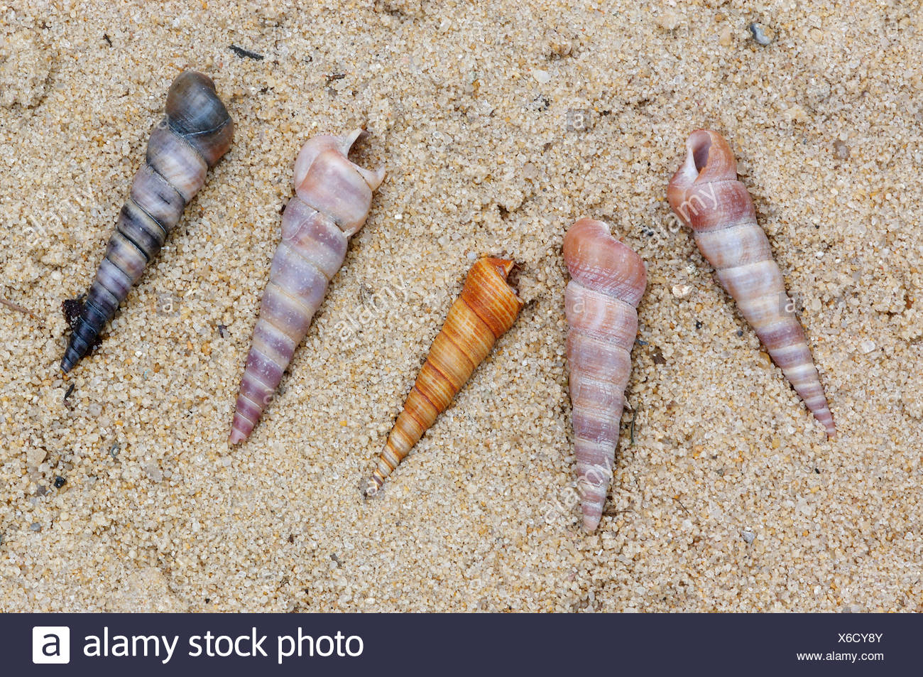 Turritella Stock Photos & Turritella Stock Images - Alamy
