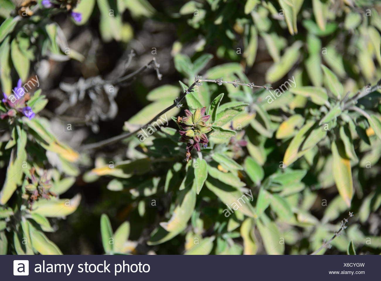 Lamiaceae High Resolution Stock Photography and Images - Alamy