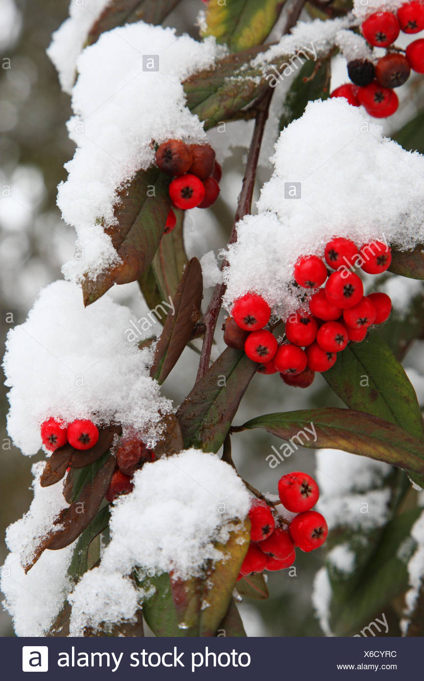 Shrub With Red Fruits High Resolution Stock Photography and Images - Alamy