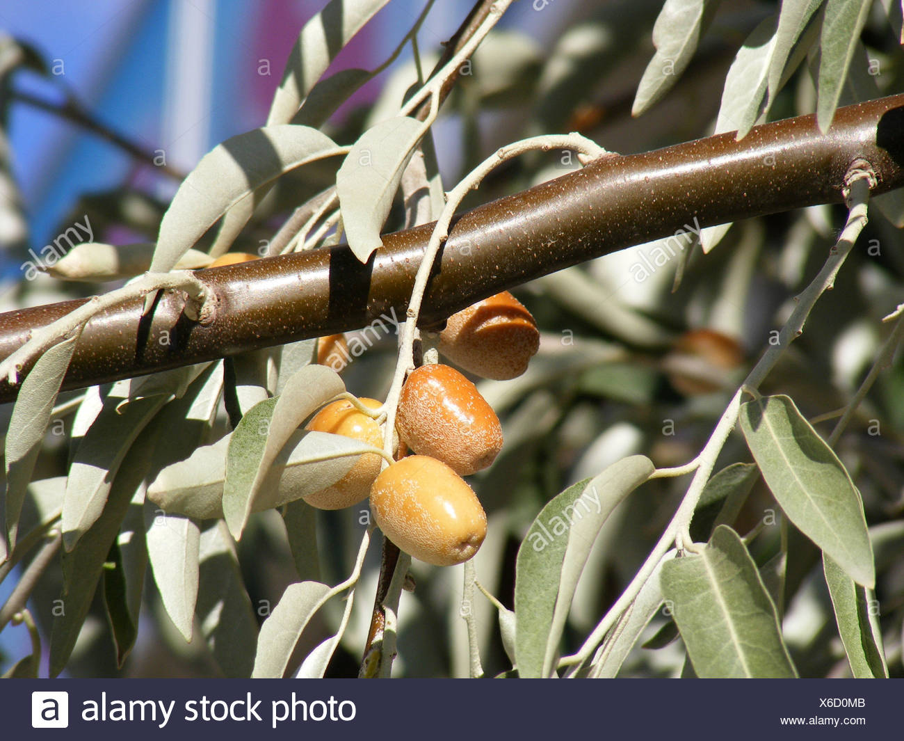 Elongated Fruits Stock Photos & Elongated Fruits Stock Images - Alamy