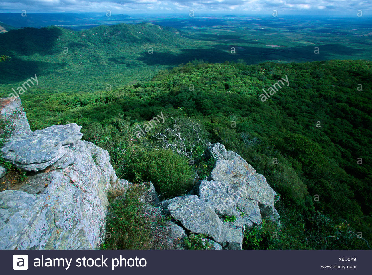Caatinga High Resolution Stock Photography and Images - Alamy
