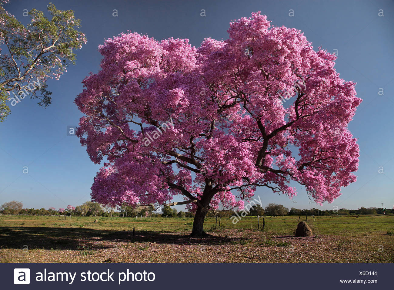 Lapacho Tree High Resolution Stock Photography and Images - Alamy