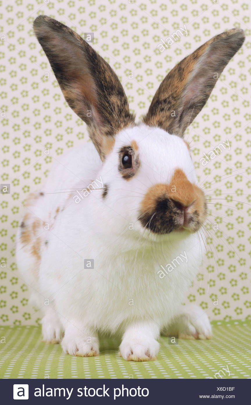 English Spot Rabbit Stock Photos & English Spot Rabbit Stock Images - Alamy