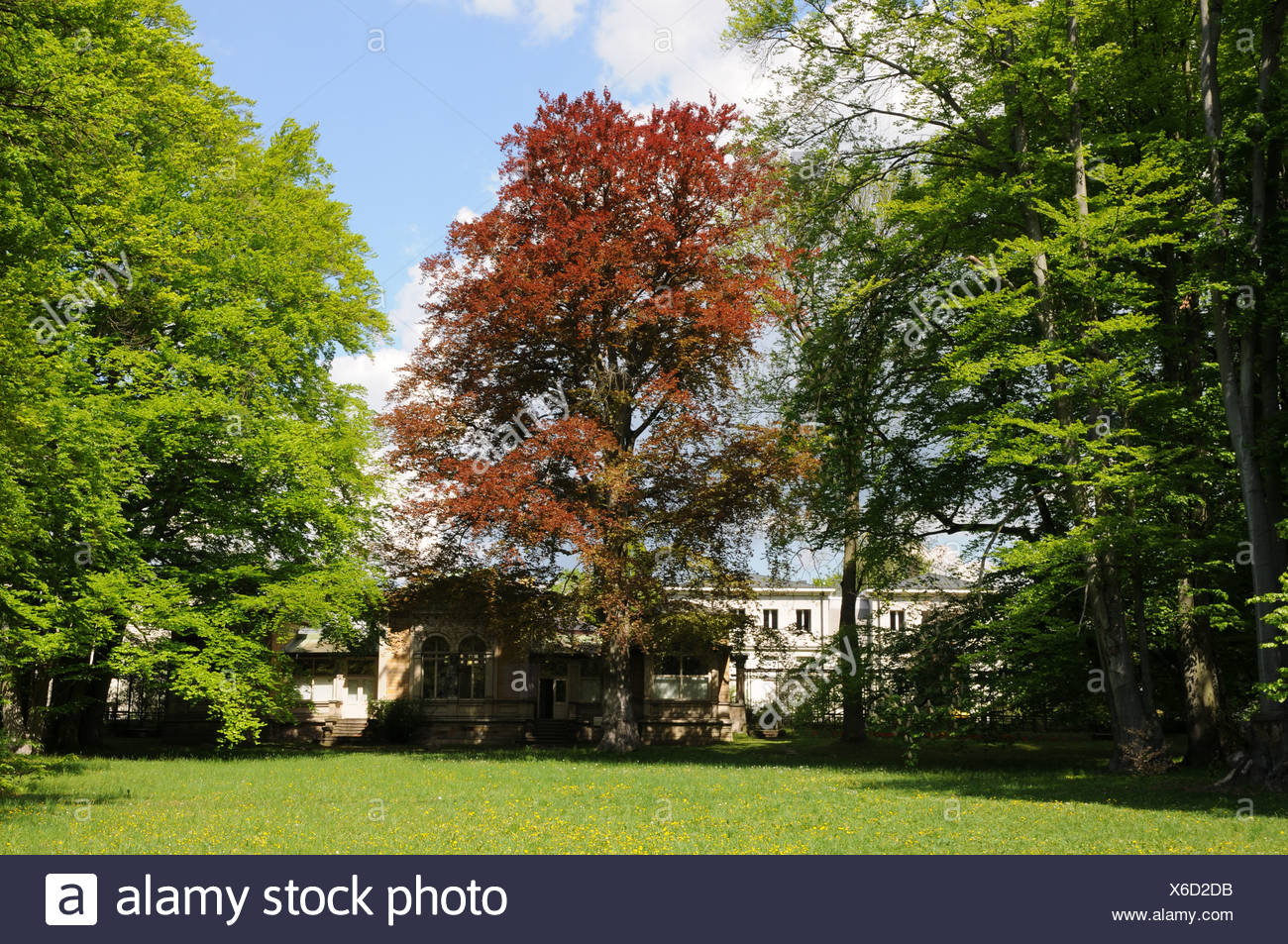 Red Beech Tree Stock Photos & Red Beech Tree Stock Images - Alamy