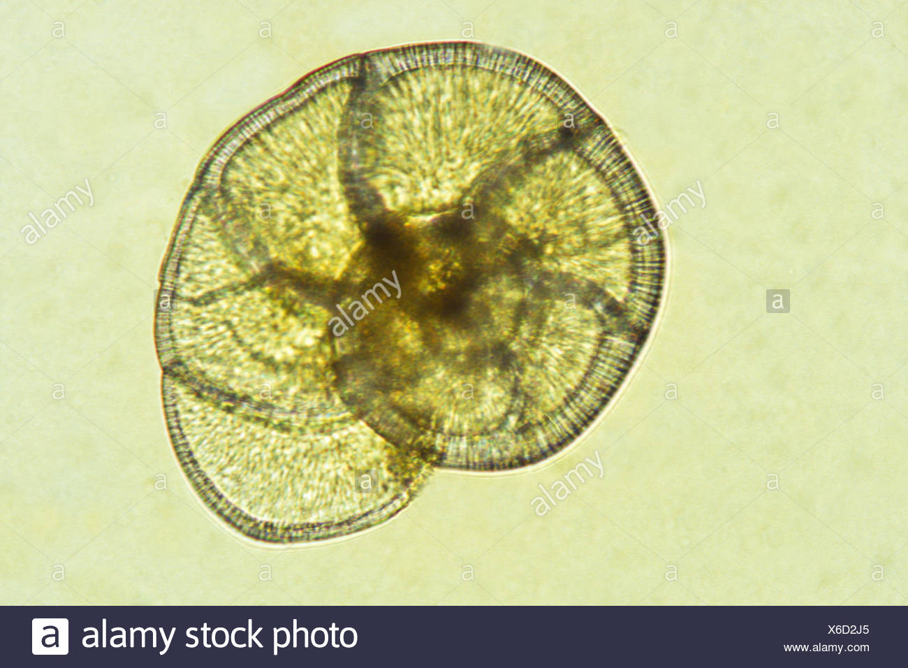 Foraminifera High Resolution Stock Photography and Images - Alamy