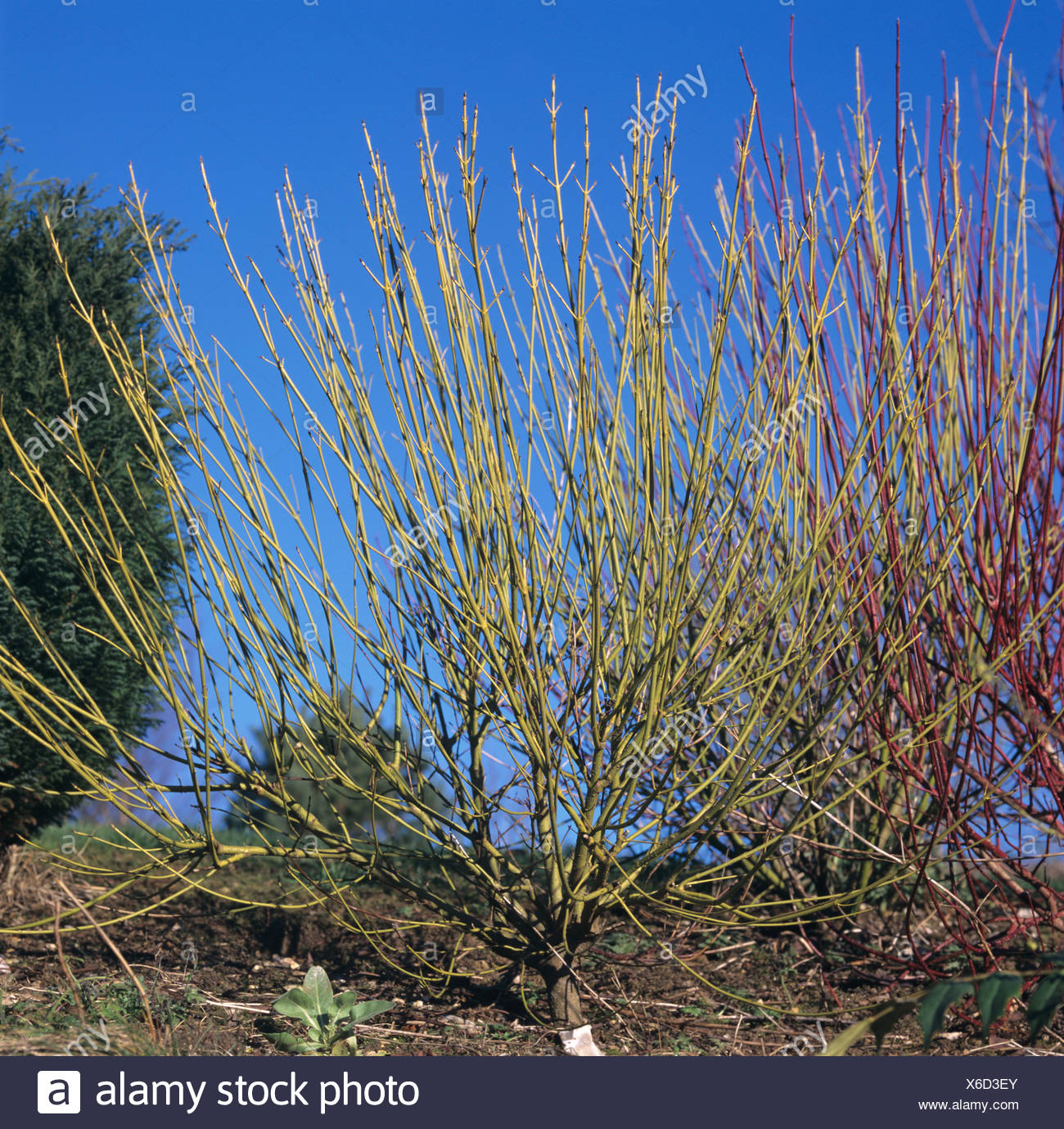 Cornus Green Stems Winter High Resolution Stock Photography and Images ...