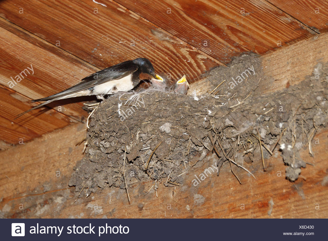 Chimney Swallow High Resolution Stock Photography and Images - Alamy