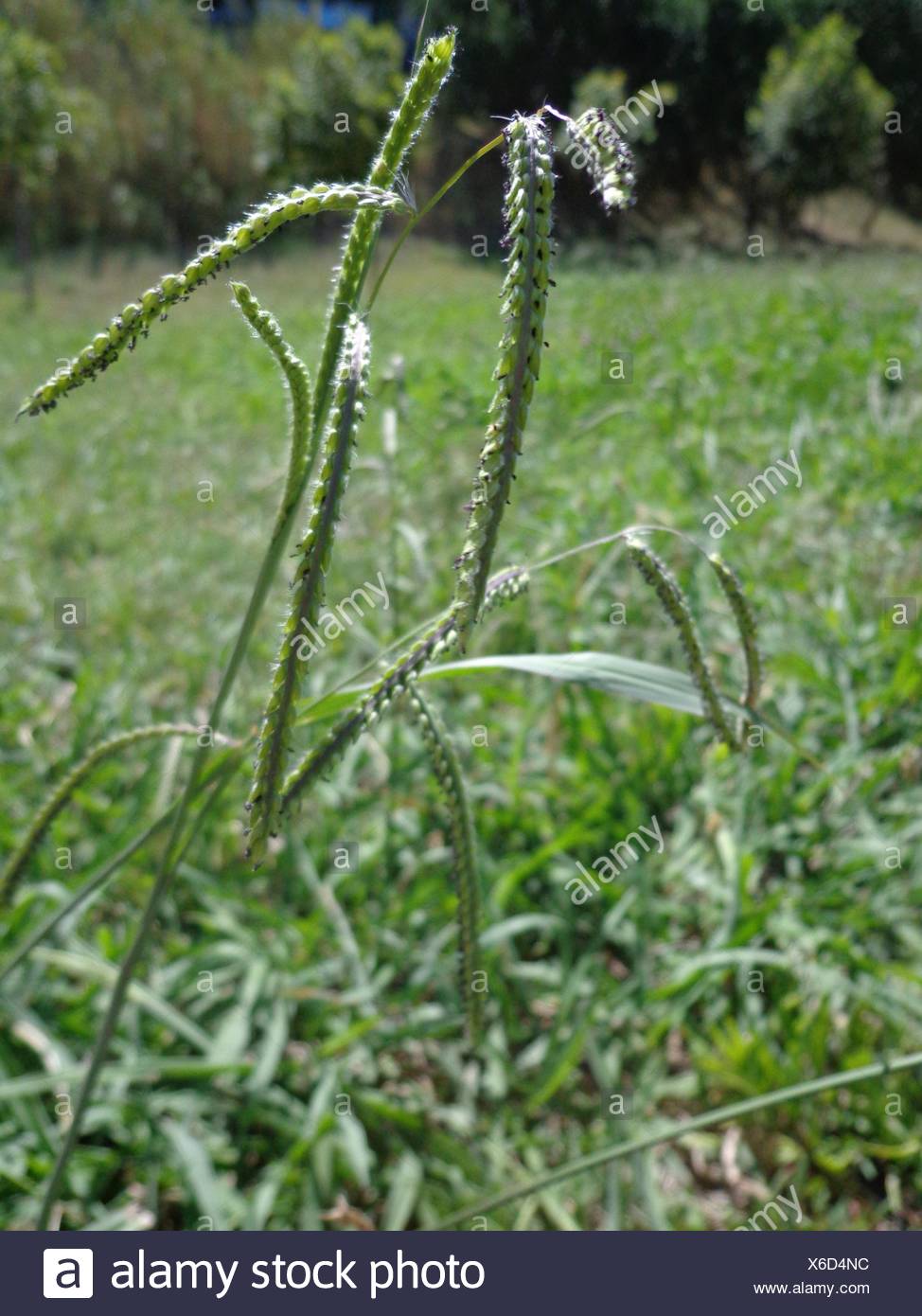 Cynodon Dactylon Grass High Resolution Stock Photography and Images - Alamy