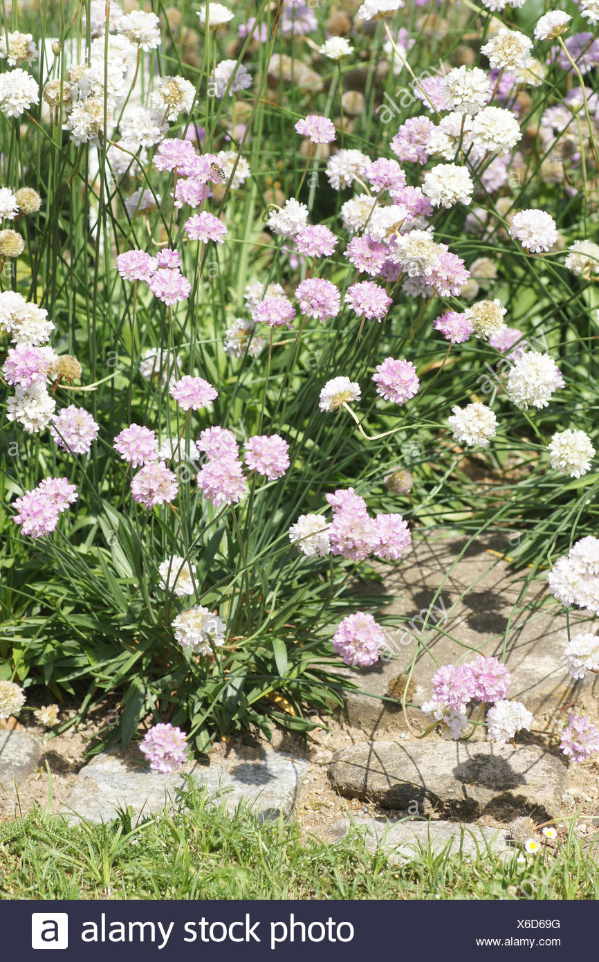 Sea Thrift High Resolution Stock Photography and Images - Alamy