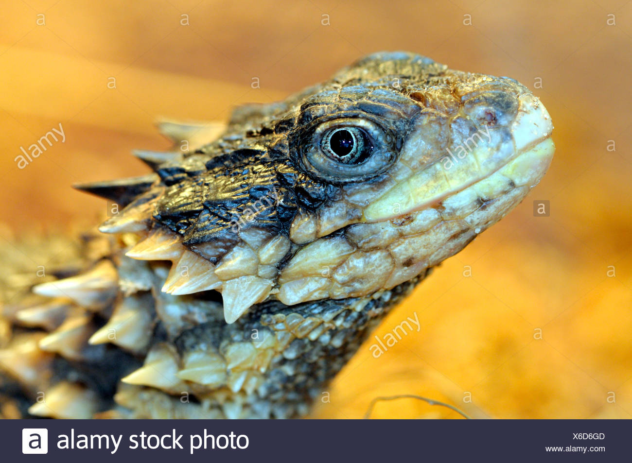 Giant Lizards Giant High Resolution Stock Photography and Images - Alamy