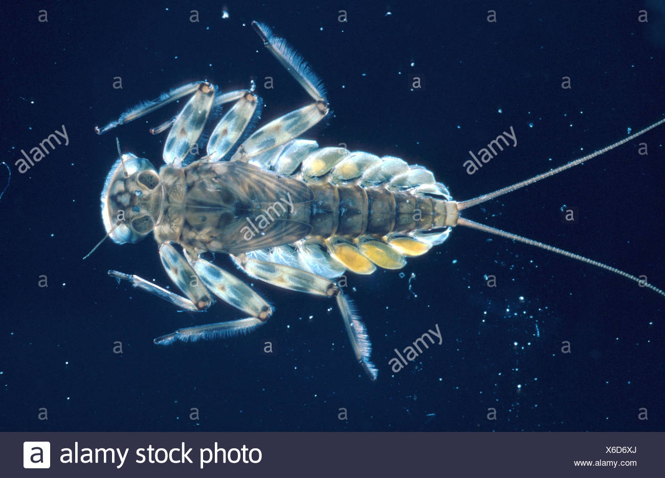 Mayfly Larvae Stock Photos & Mayfly Larvae Stock Images - Alamy