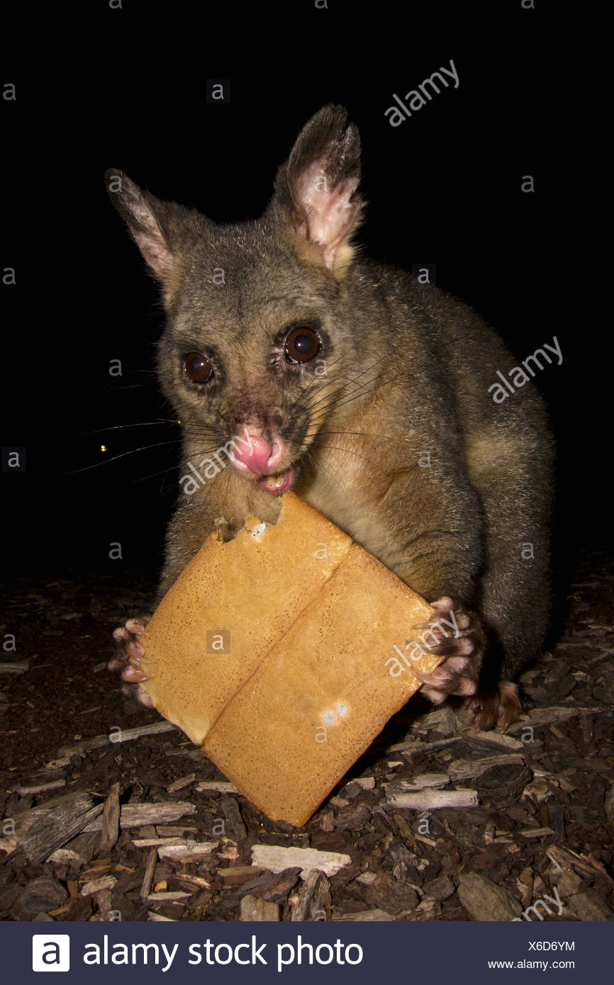 Possum Eating High Resolution Stock Photography and Images - Alamy