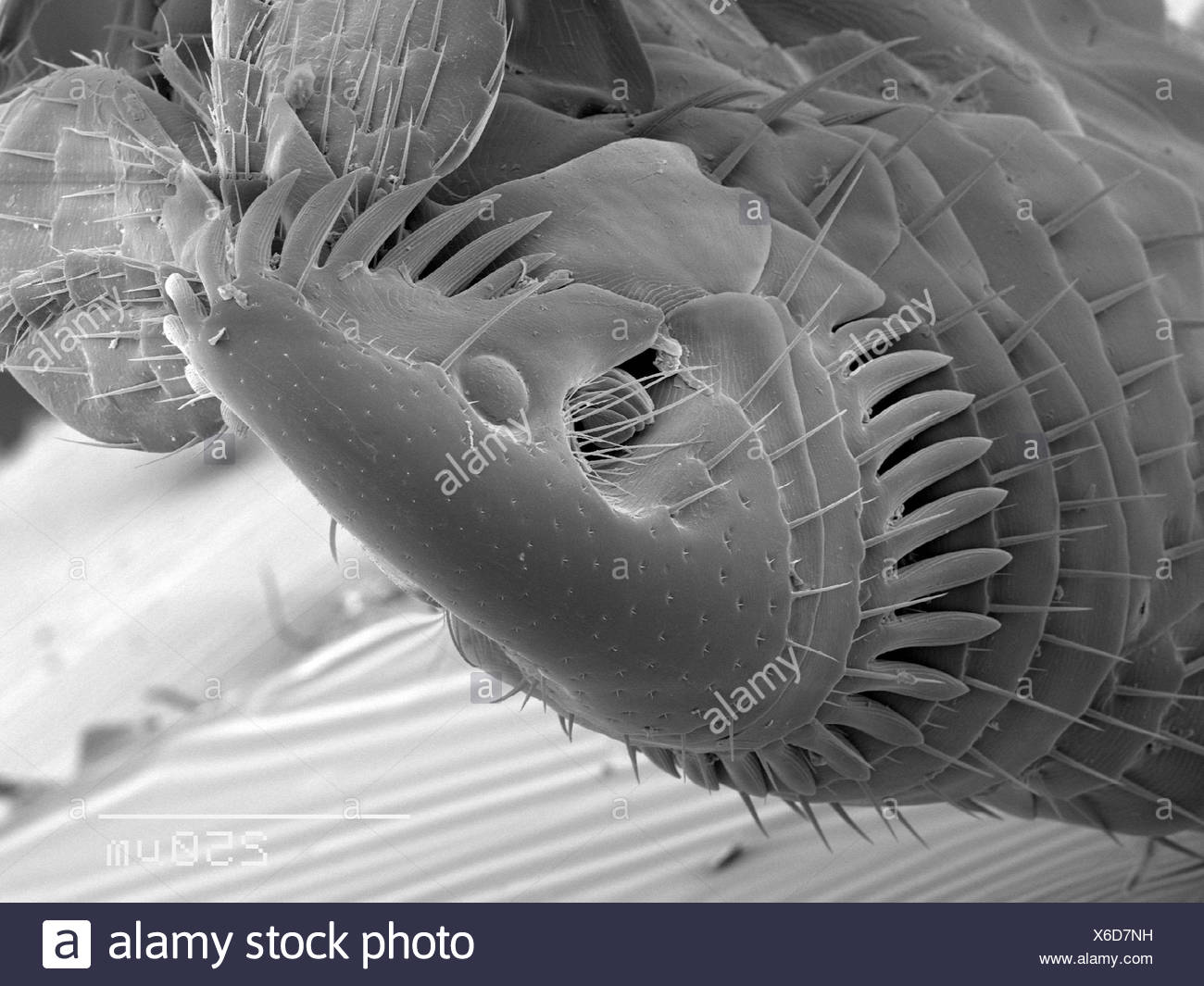 Magnified Flea High Resolution Stock Photography and Images - Alamy