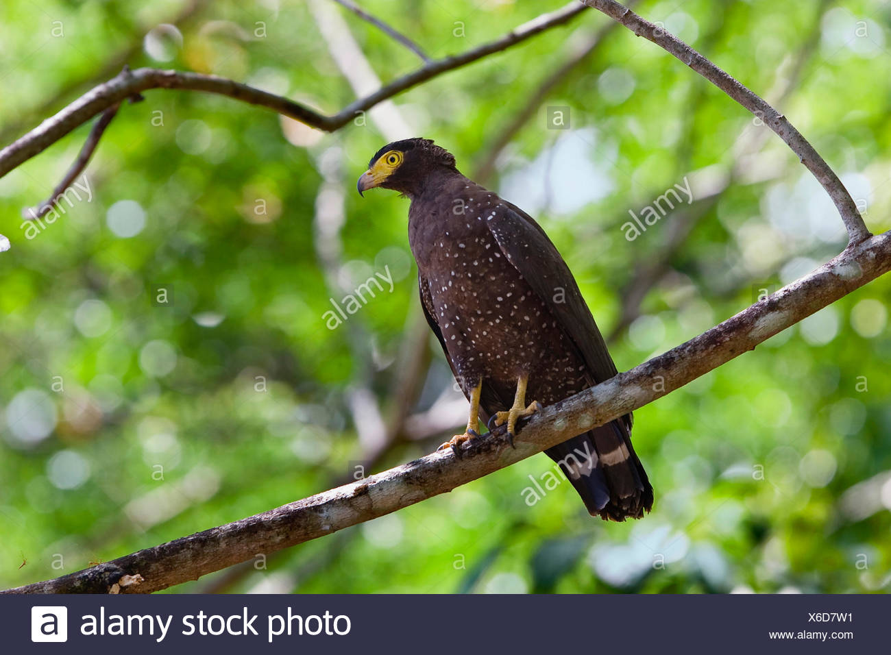 Andaman Serpent Eagle High Resolution Stock Photography and Images - Alamy