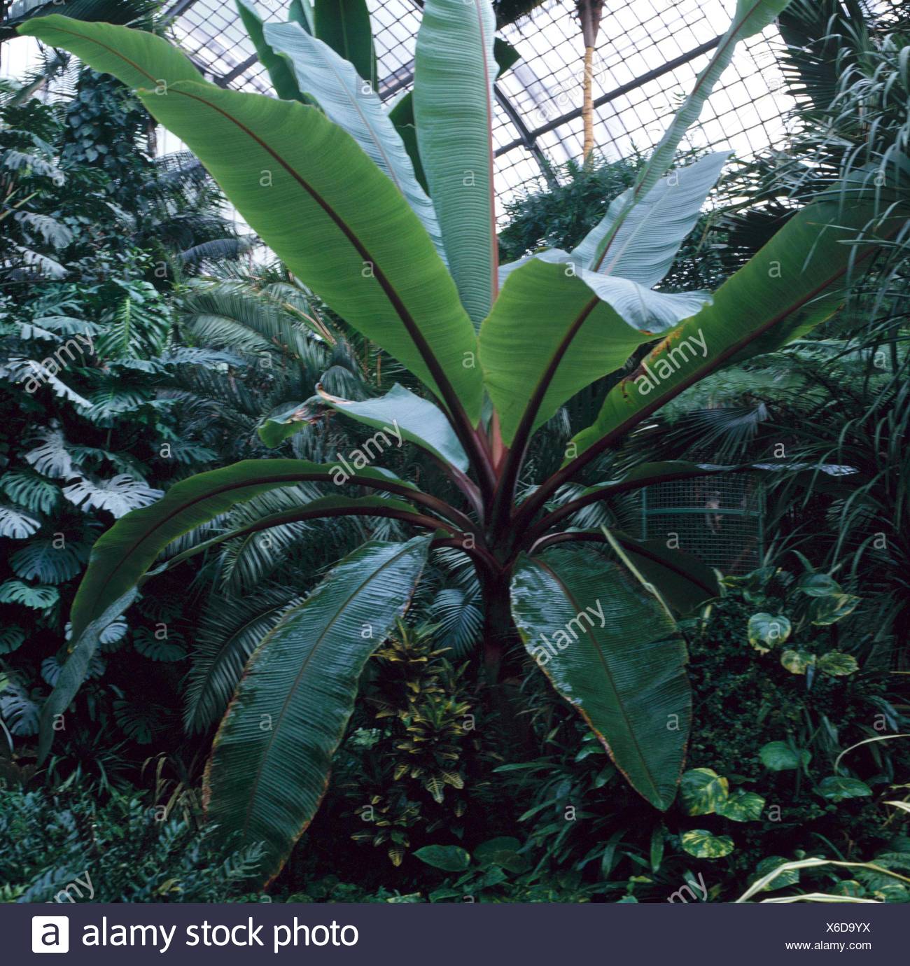 Abyssinian Banana Stock Photos & Abyssinian Banana Stock Images - Alamy