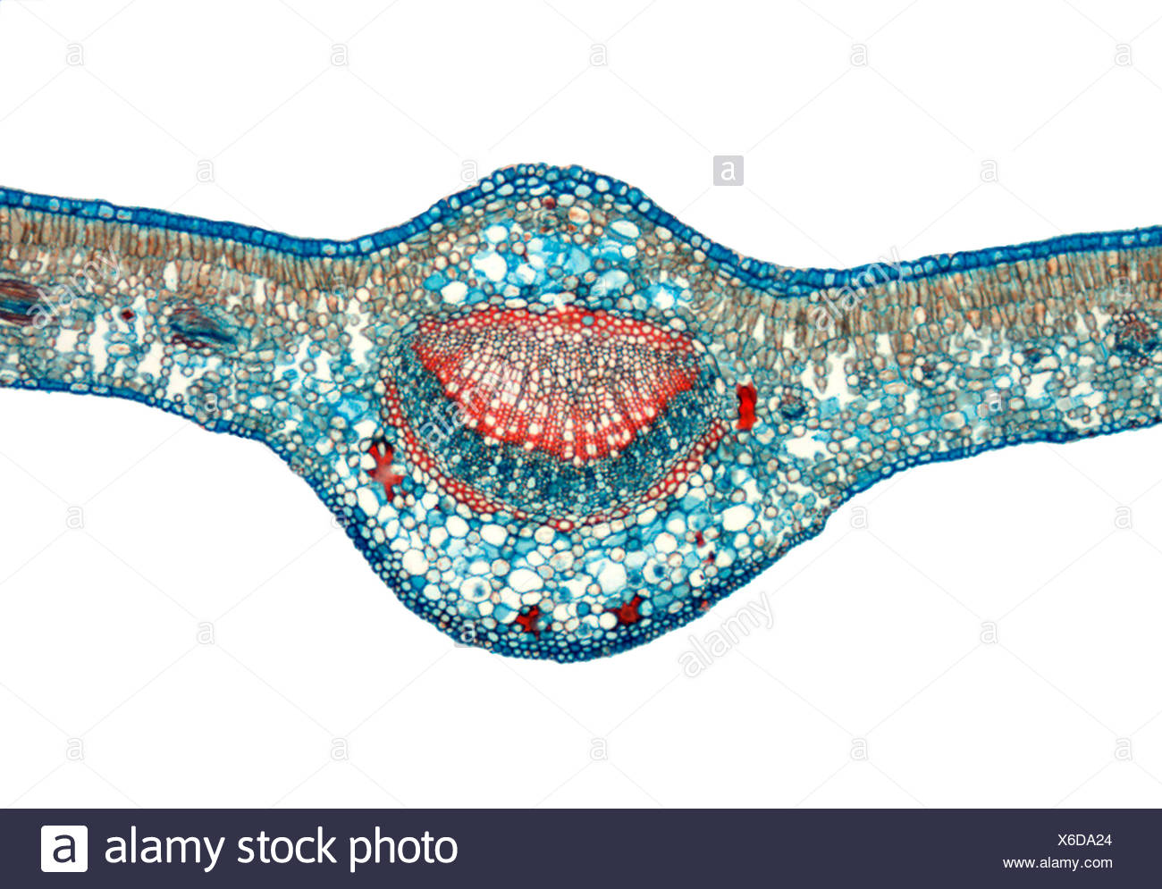 Leaf Micrograph Section Stock Photos & Leaf Micrograph Section Stock ...