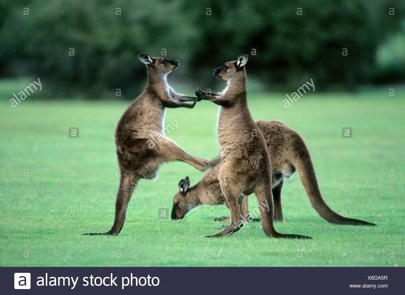Kangaroos Fighting Stock Photos & Kangaroos Fighting Stock Images - Alamy