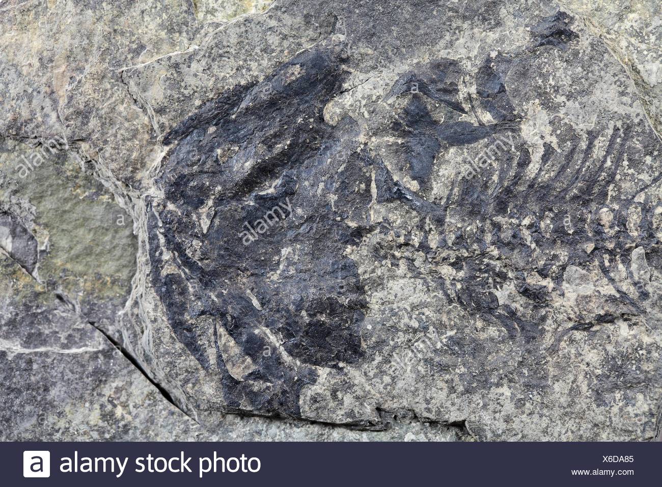 Permian Fossils Stock Photos & Permian Fossils Stock Images - Alamy