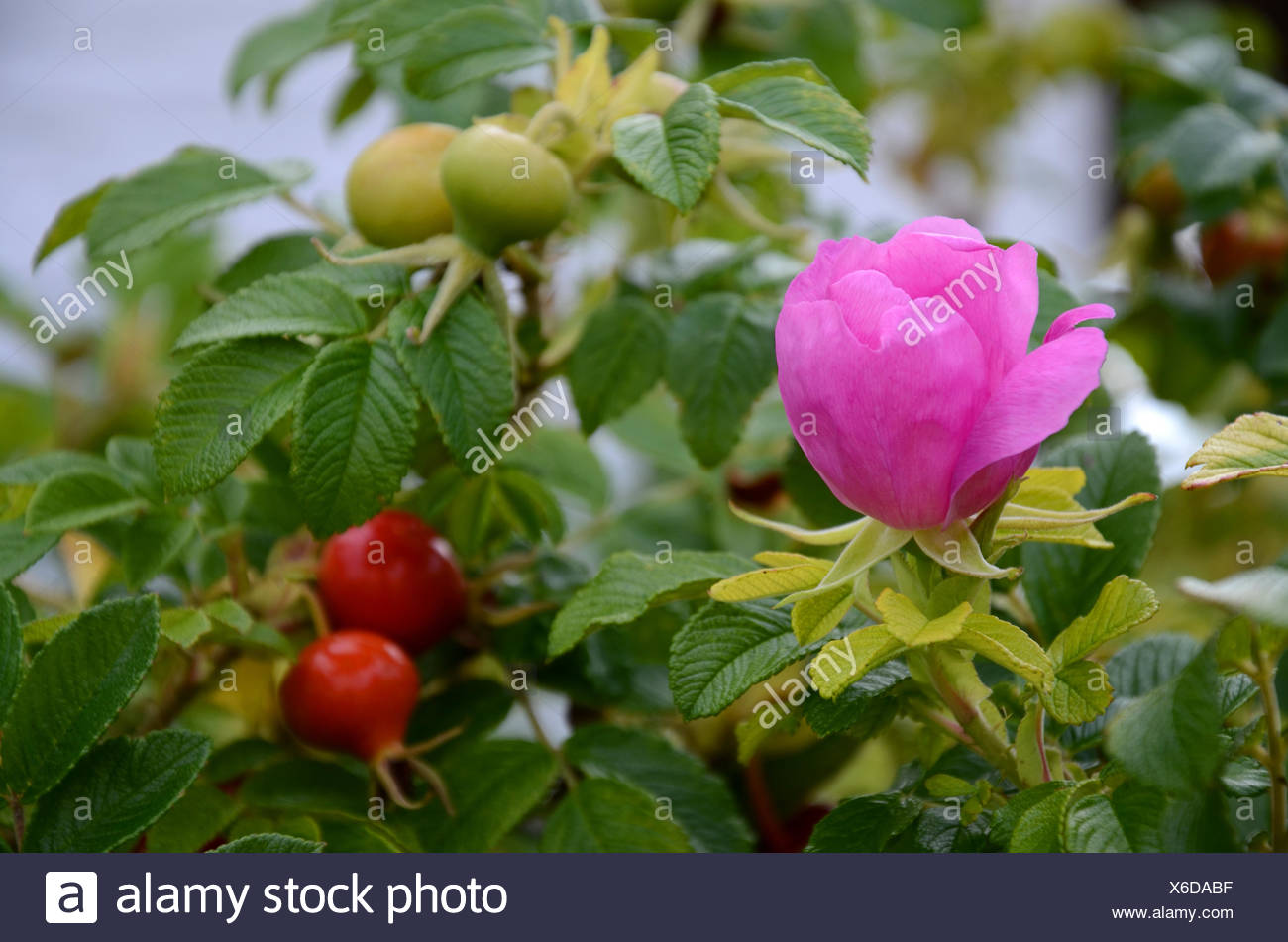 Rugosa Rose Hedge High Resolution Stock Photography and Images - Alamy