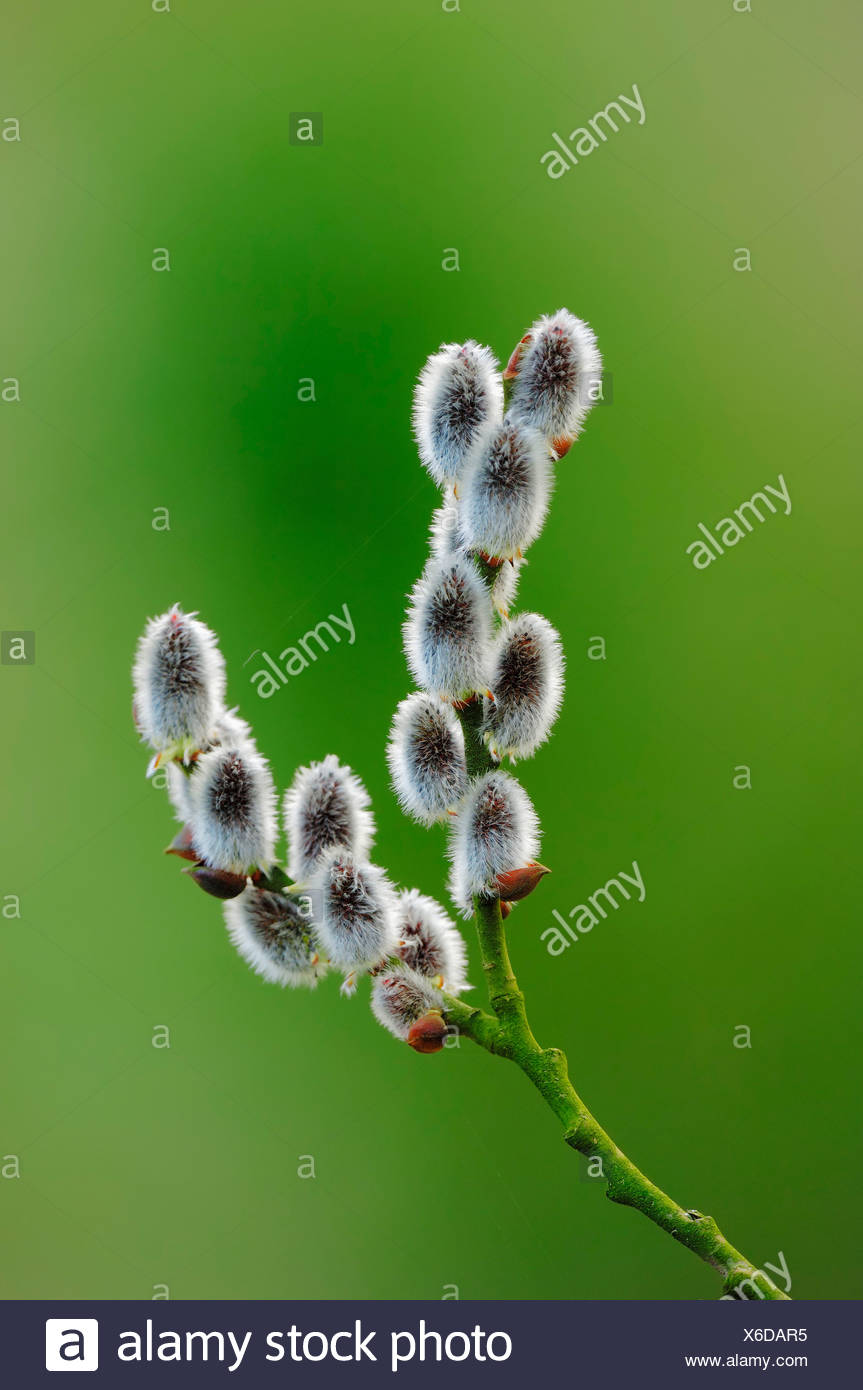 Goat Willow Salix Caprea High Resolution Stock Photography and Images ...