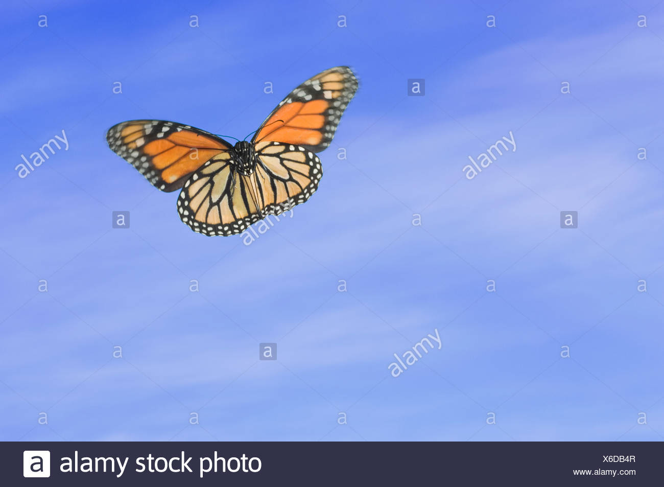 Monarch Butterfly Flying High Resolution Stock Photography and Images ...