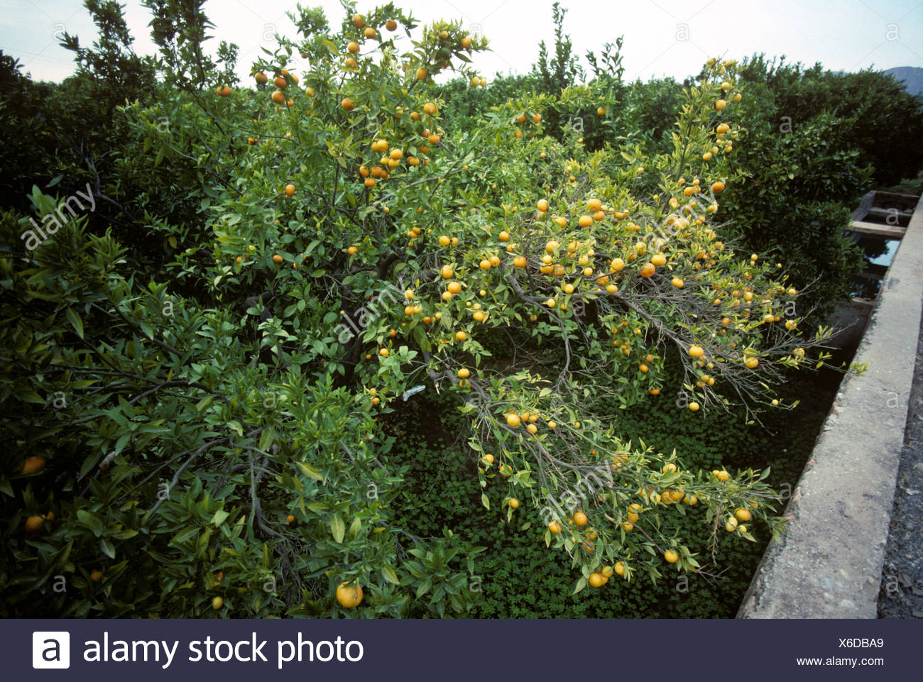 Basal Rot High Resolution Stock Photography and Images - Alamy