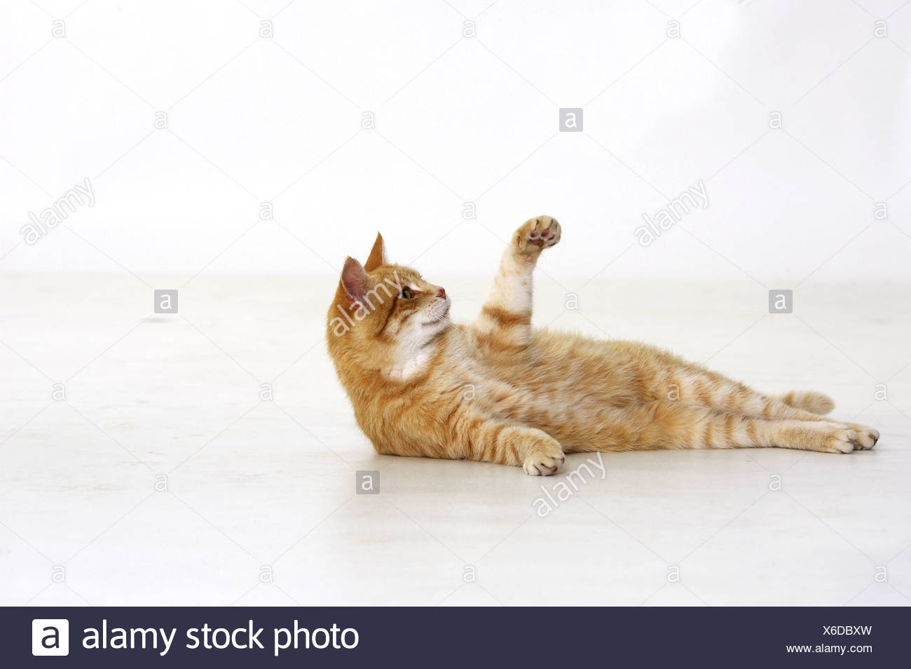 Raise Paw Stock Photos & Raise Paw Stock Images - Alamy