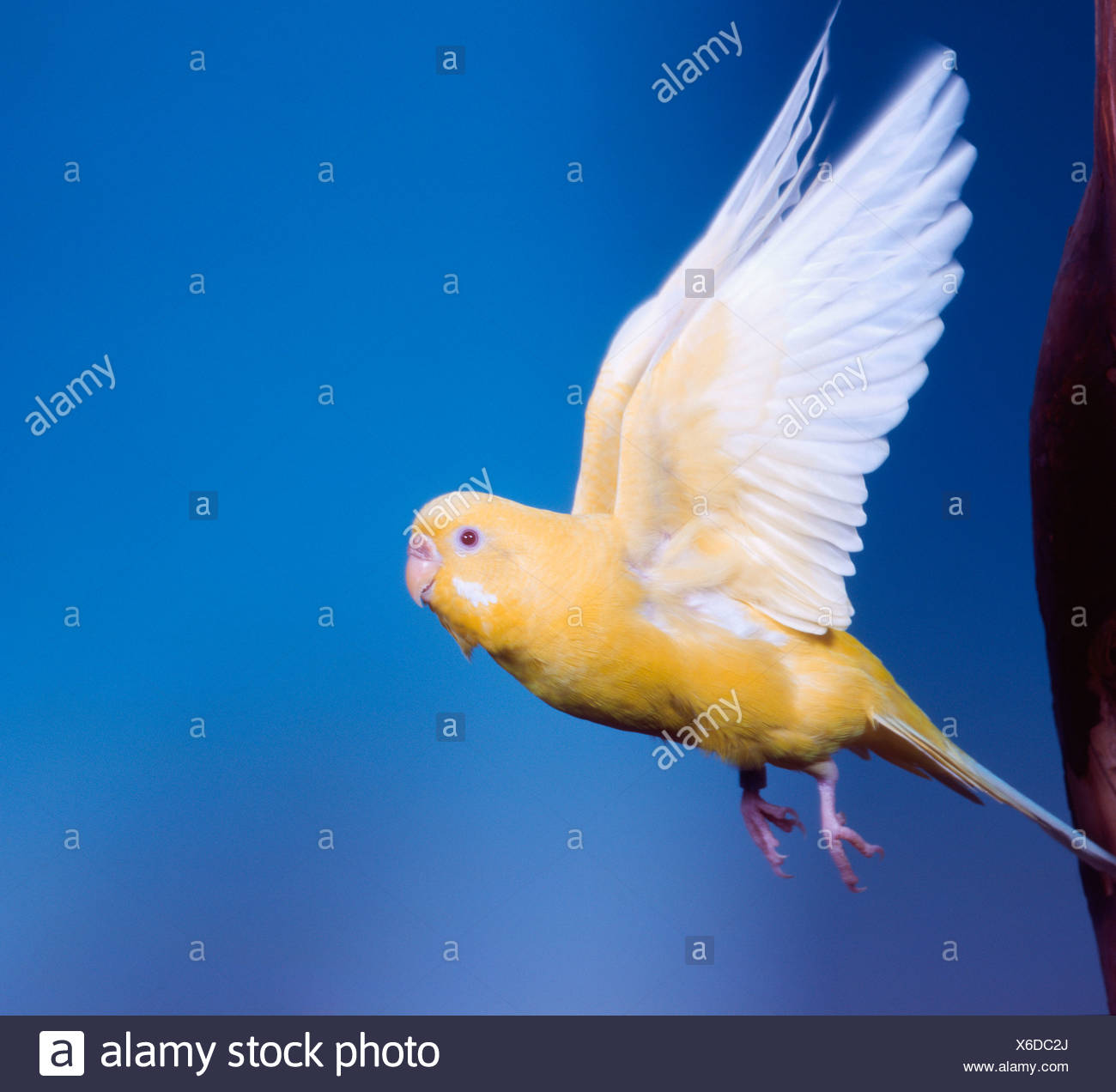 Yellow Budgie Flying High Resolution Stock Photography and Images - Alamy