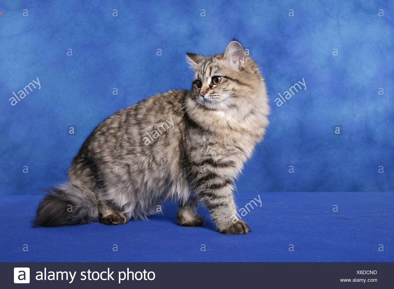 Highlander Cat High Resolution Stock Photography and Images - Alamy