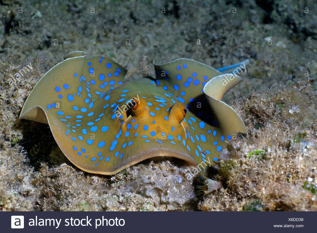 Ribbontail Stingrays High Resolution Stock Photography and Images - Alamy