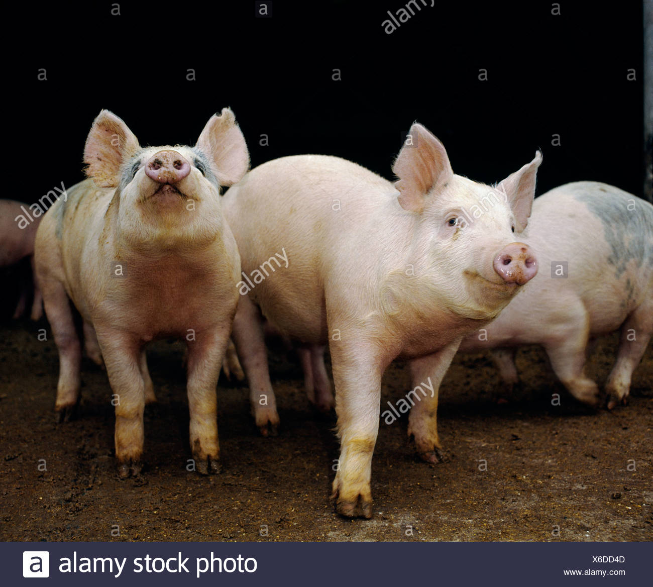 100 125 Pound High Resolution Stock Photography and Images - Alamy