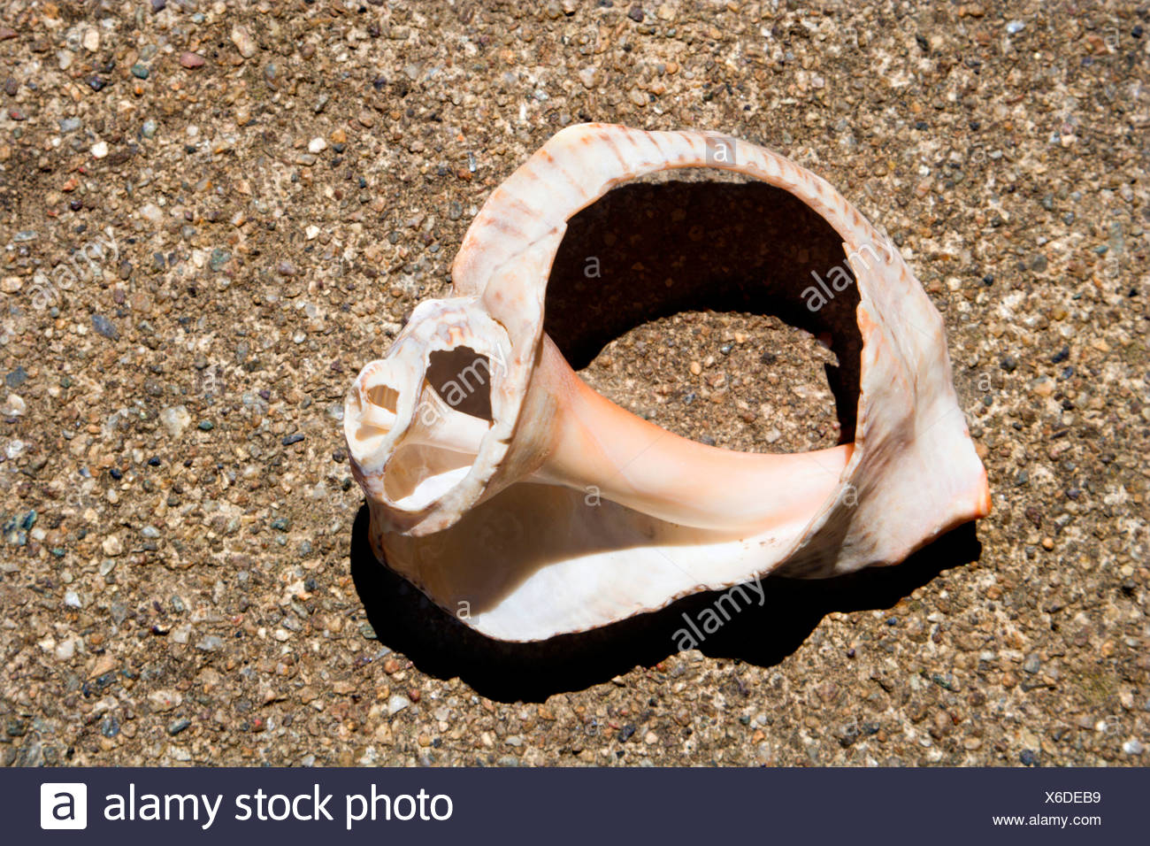 Shattered Snail Shells High Resolution Stock Photography and Images - Alamy