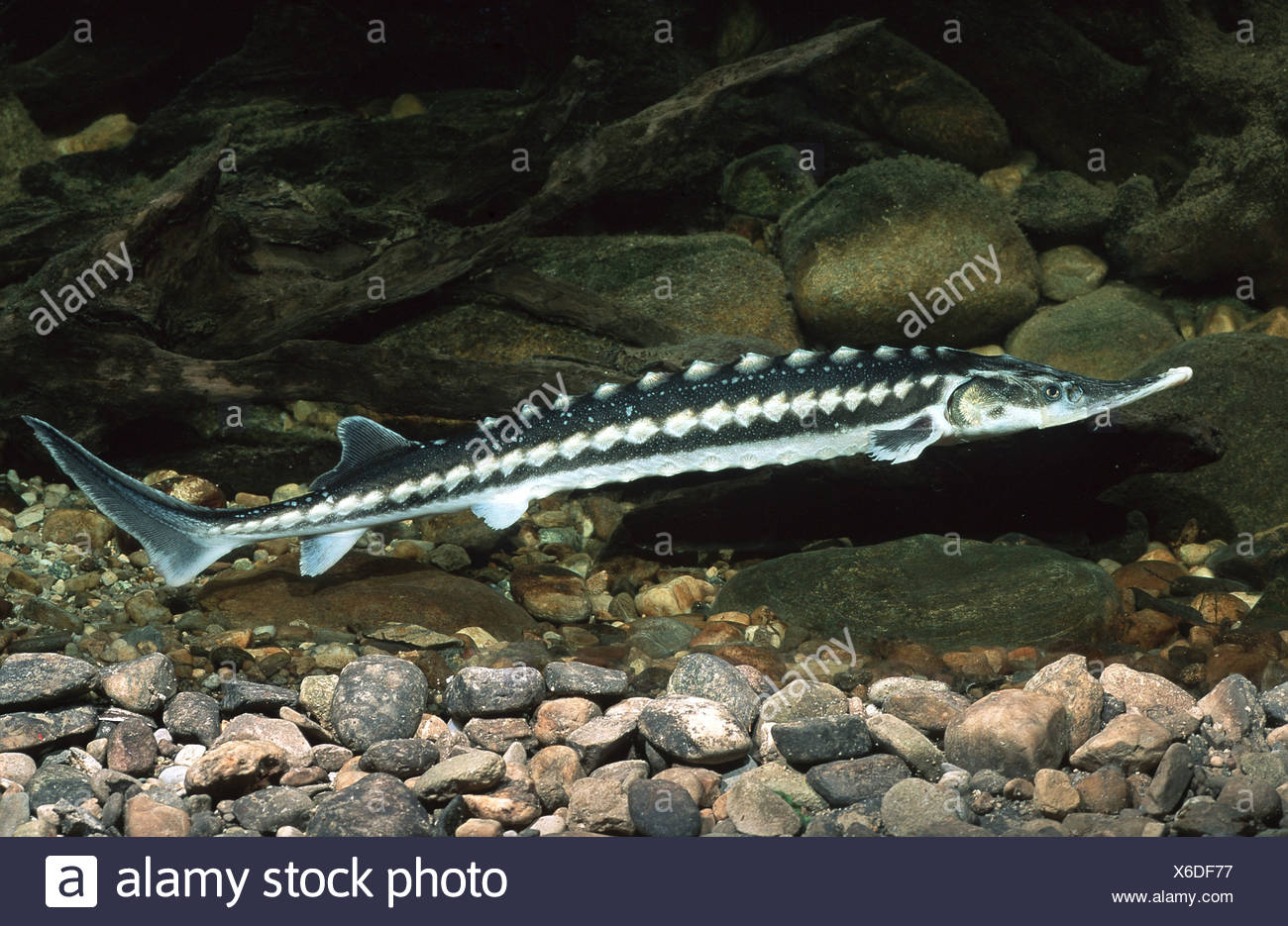 Stellate Stock Photos & Stellate Stock Images - Alamy