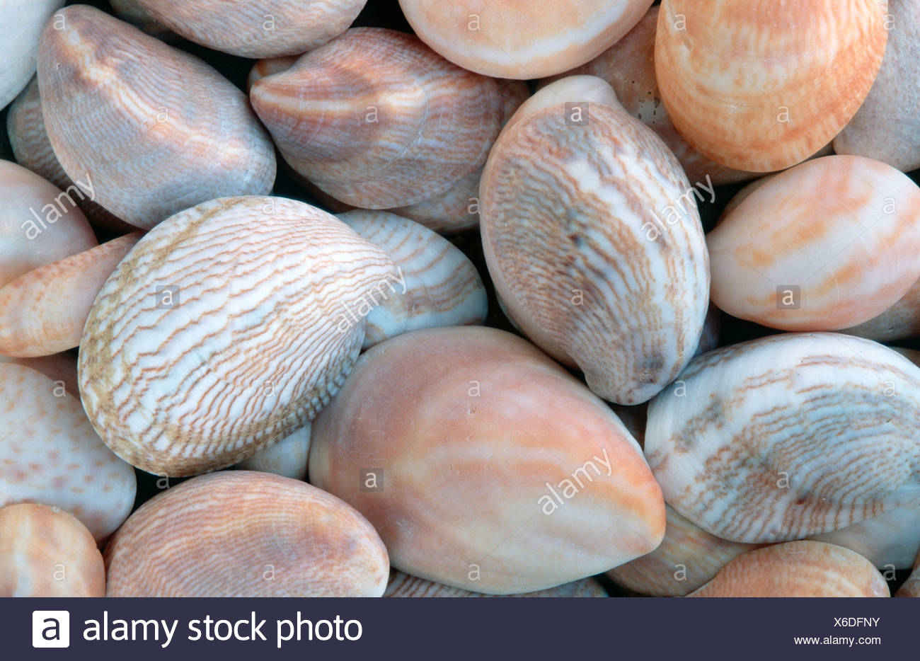 Crepidula Stock Photos & Crepidula Stock Images - Alamy