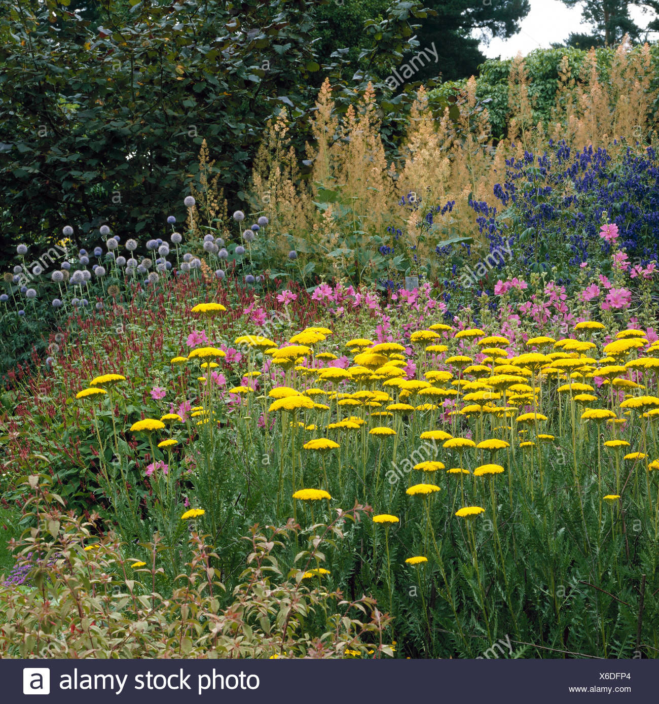 Macleaya Stock Photos & Macleaya Stock Images - Alamy