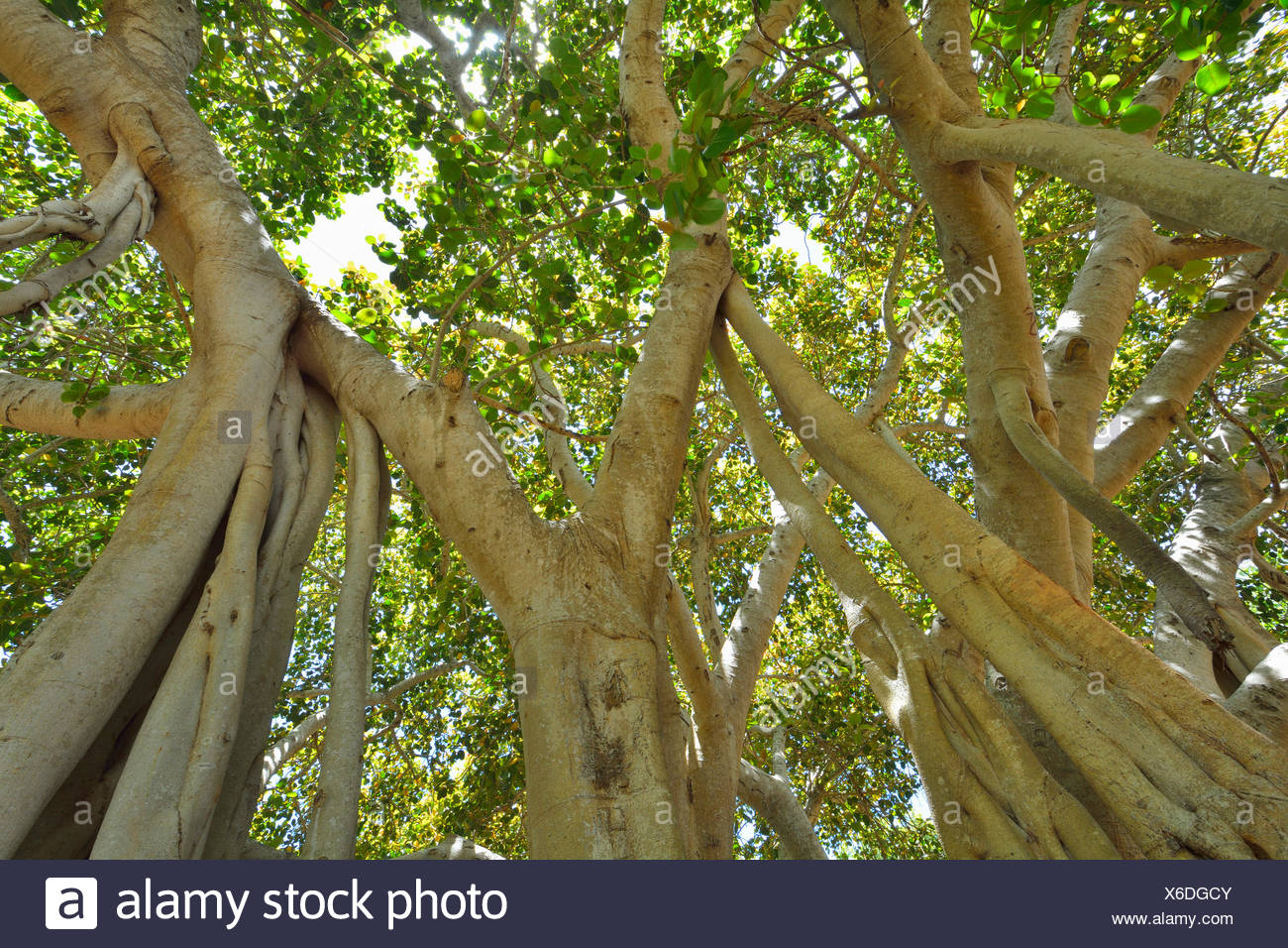 Java Fig High Resolution Stock Photography and Images - Alamy