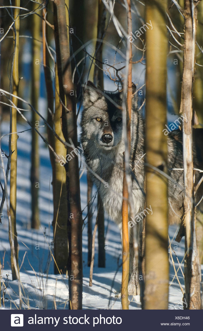 Wolf Behind Tree High Resolution Stock Photography and Images - Alamy
