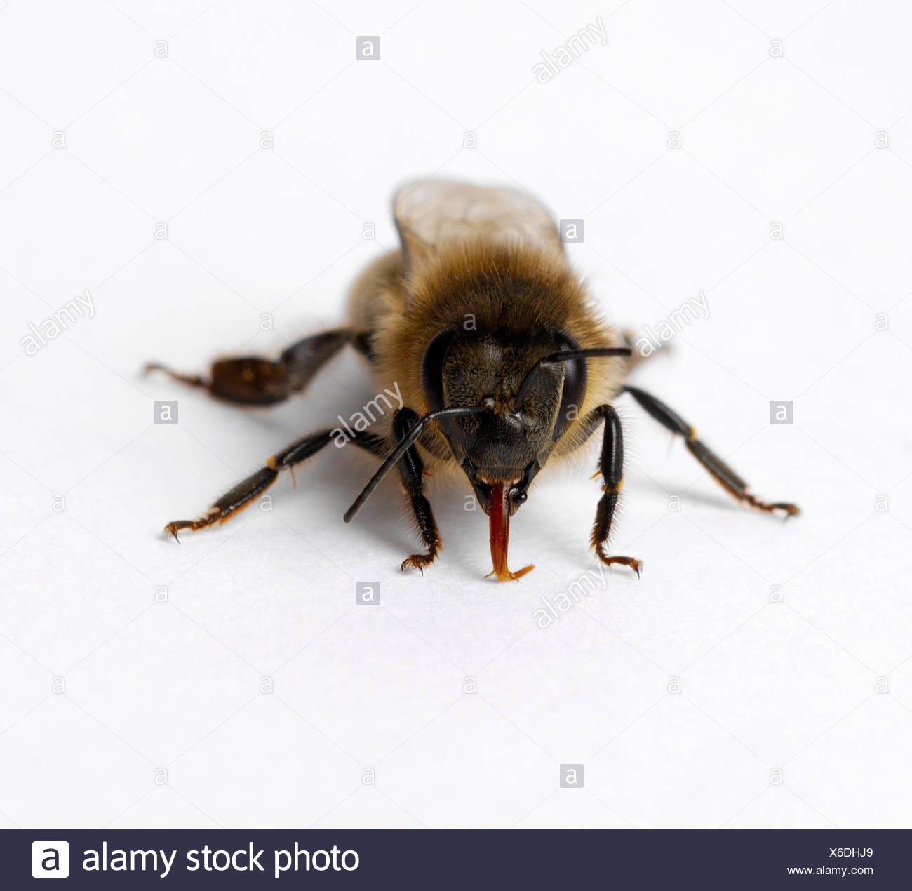 Bee Tongue Stock Photos & Bee Tongue Stock Images - Alamy