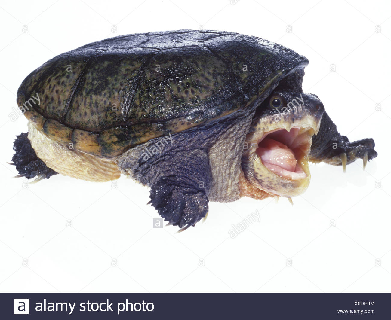 Musk Turtle Stock Photos & Musk Turtle Stock Images - Alamy