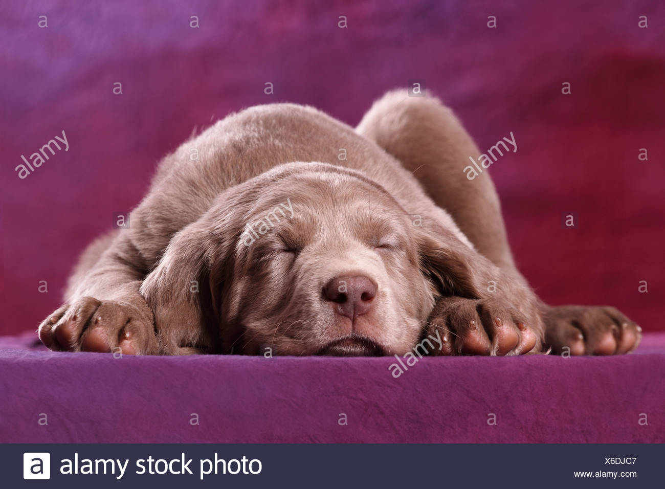 Weimaraner Puppy Sleeping High Resolution Stock Photography and Images - Alamy