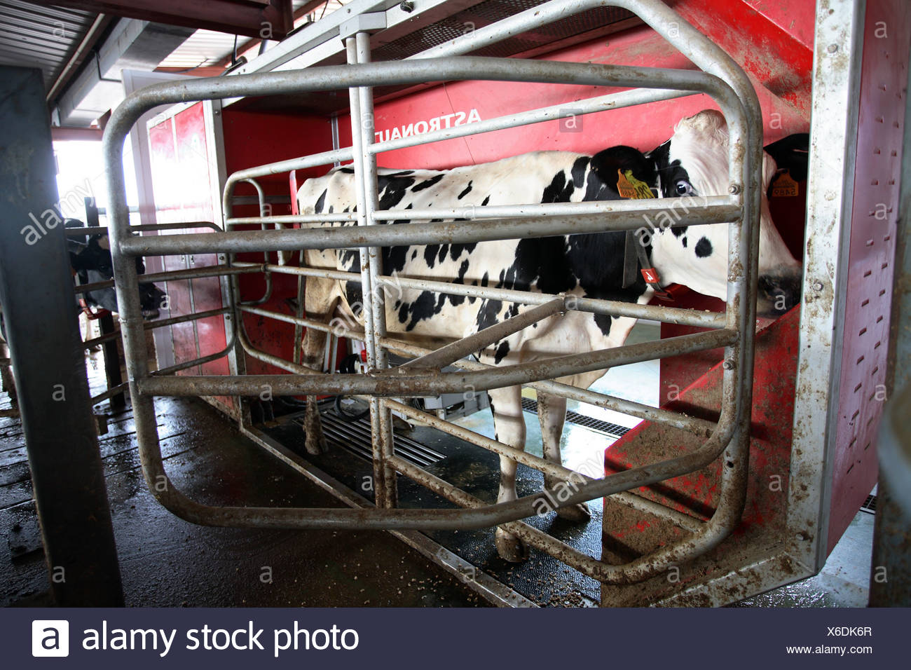 Automatic Cow Milking Machine Stock Photos & Automatic Cow Milking Machine Stock Images - Alamy