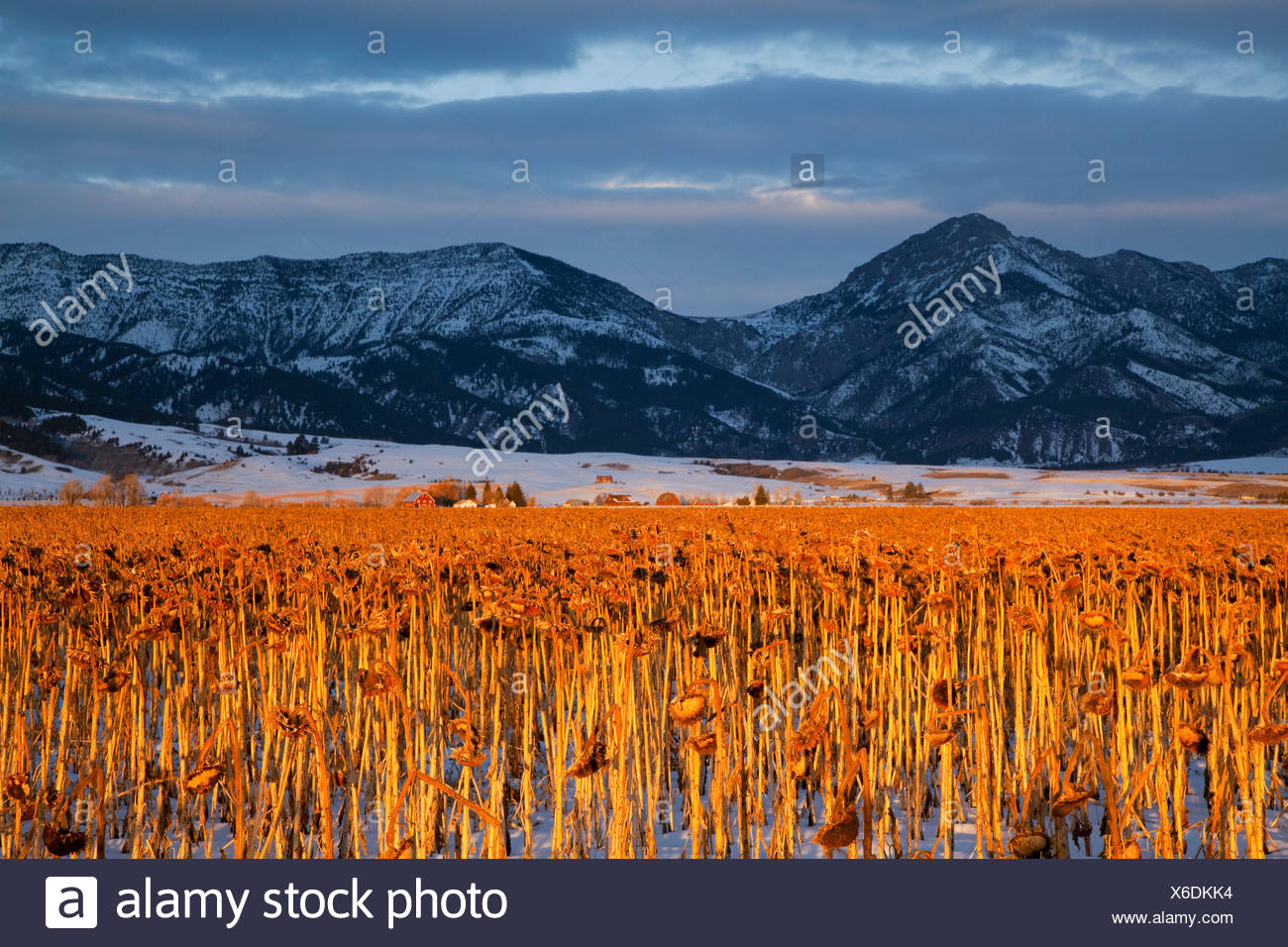 Sunflower Farming Harvest High Resolution Stock Photography and Images ...