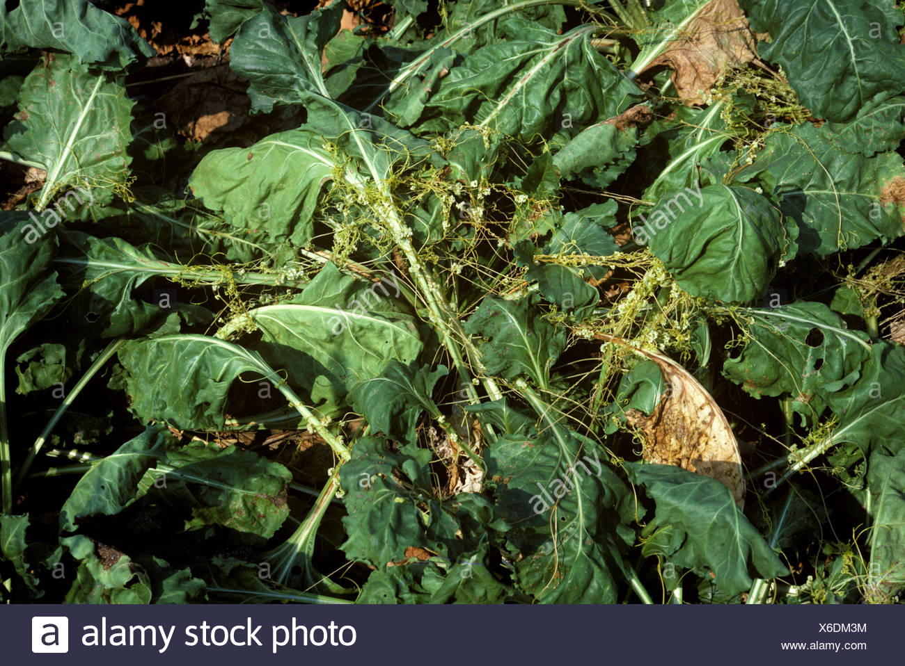 Dodder High Resolution Stock Photography and Images - Alamy