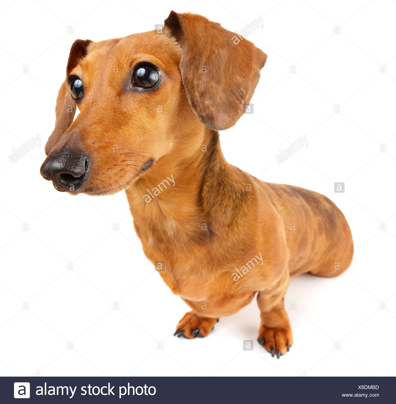 Worshond Stock Photos & Worshond Stock Images - Alamy