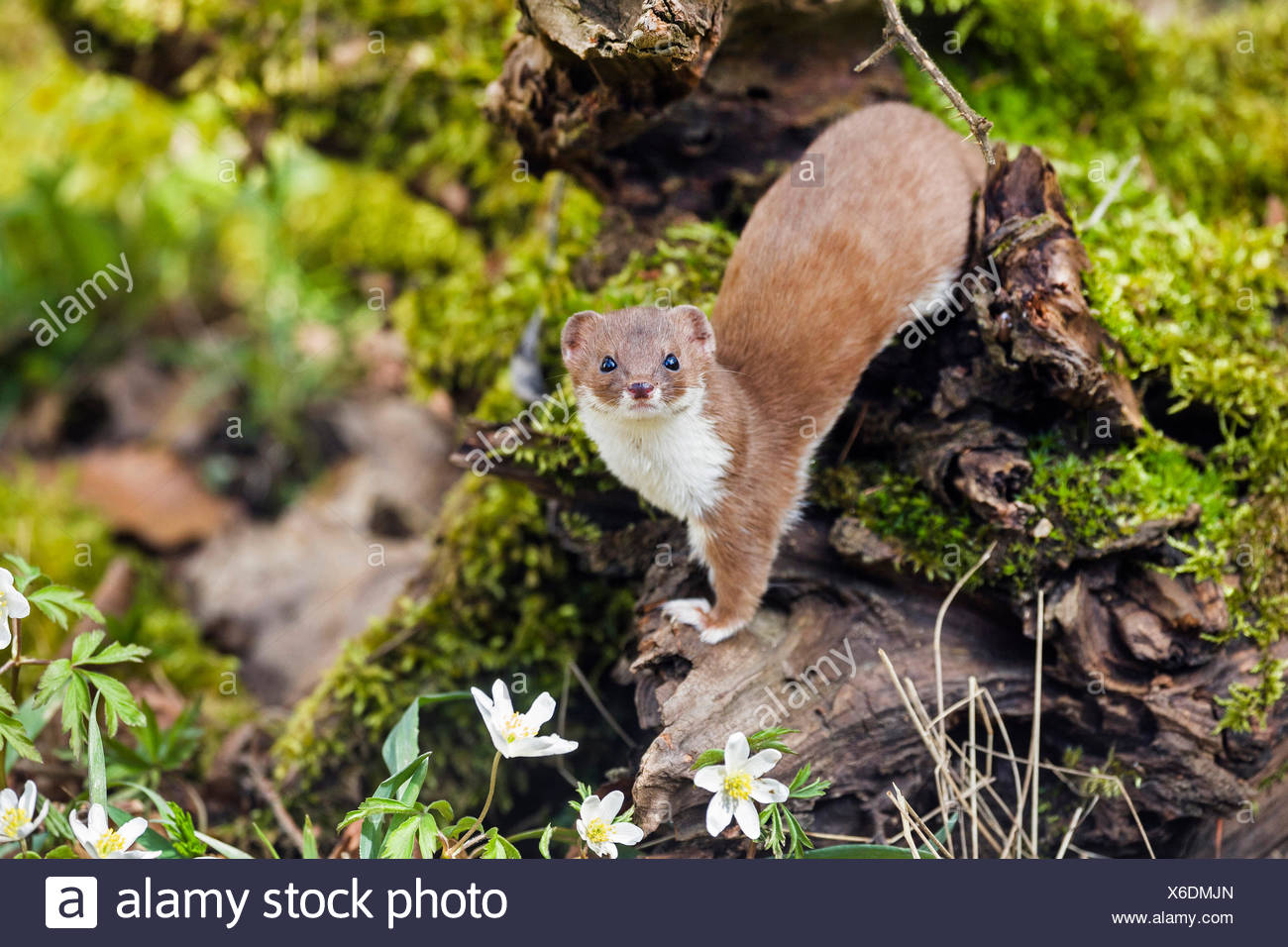 Forest Mammals High Resolution Stock Photography and Images - Alamy