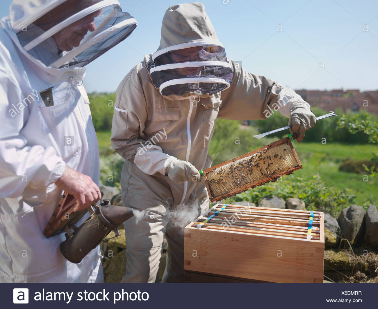 Honey Bee Comb High Resolution Stock Photography and Images - Alamy