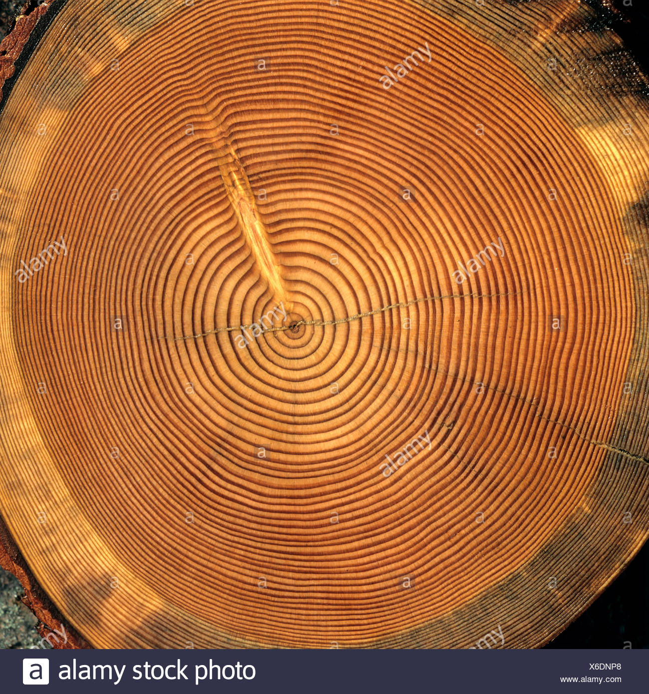 Cross Section Of Plants High Resolution Stock Photography and Images ...